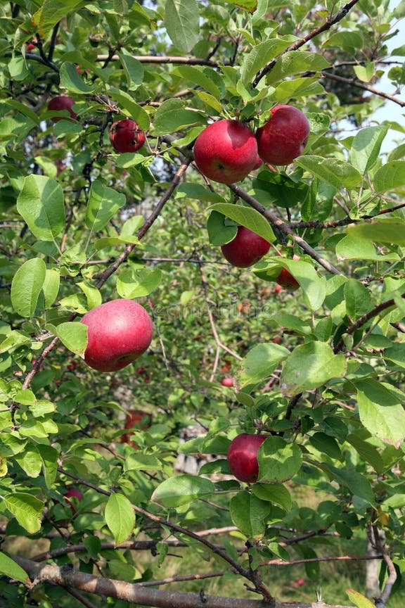Pretty Red Apples in a Tree Stock Image - Image of branches, delicious ...