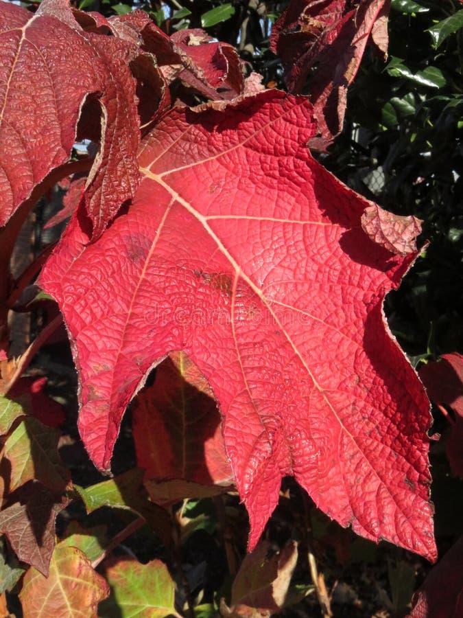 Pretty Red Autumn Leaf in December Stock Image - Image of nature ...