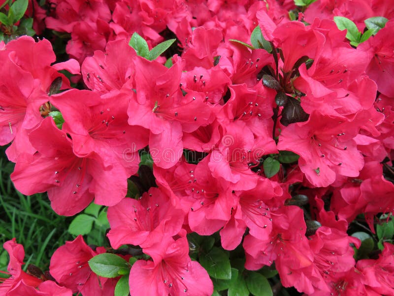 Pretty Red Azalea Flowers stock image. Image of garden - 146424389