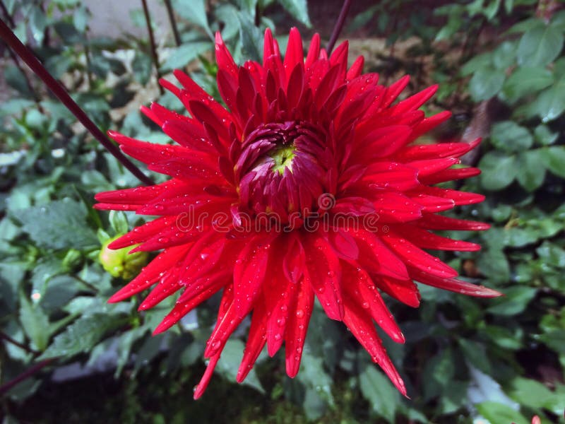 Half Flower Brand Stock Photos - Free & Royalty-Free Stock Photos from ...