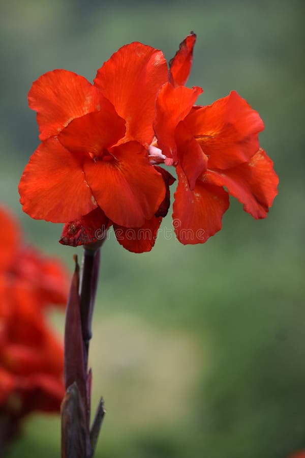 A Pretty Red Flower Outdoor Plant Stock Photo - Image of nature ...