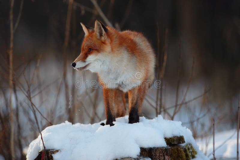 Pretty red fox stock photo. Image of protect, portrait - 69565396