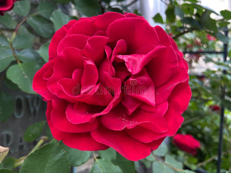 Pretty Red May Rose stock image. Image of green, flower - 217759769