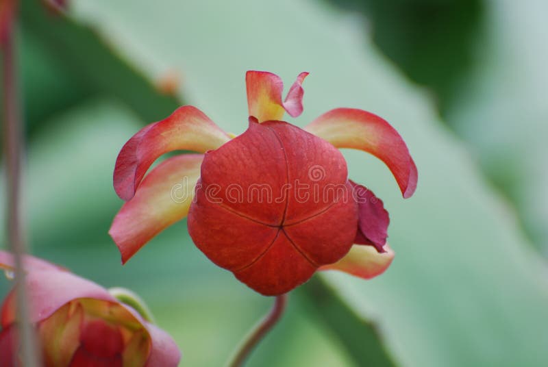 Pretty Red Pitfall Traps Plant Stock Image - Image of blooming, floral ...
