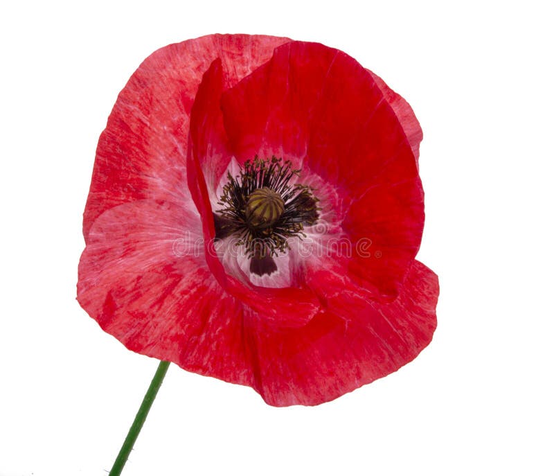 Pretty Red Poppy Flower Isolated on the White Stock Photo - Image of ...