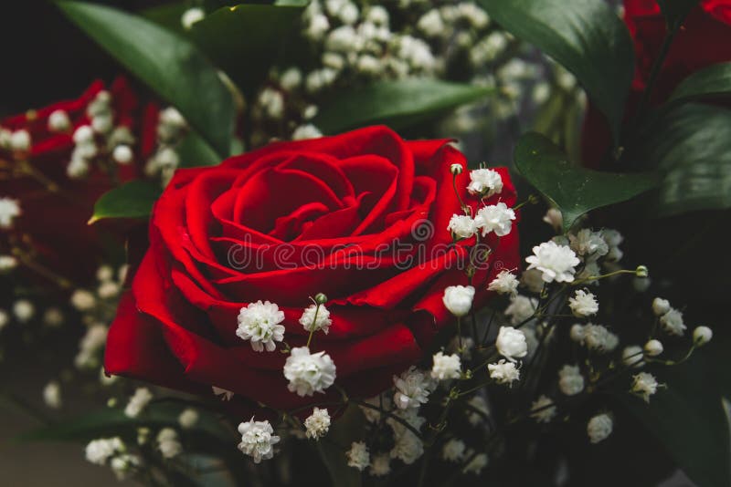 Pretty Red Rose Flower for Cards and Greetings. Stock Photo - Image of ...