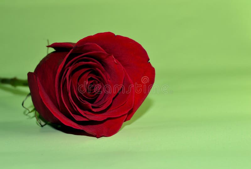 Pretty Red Rose on Green Background. Space for Text Stock Image - Image ...