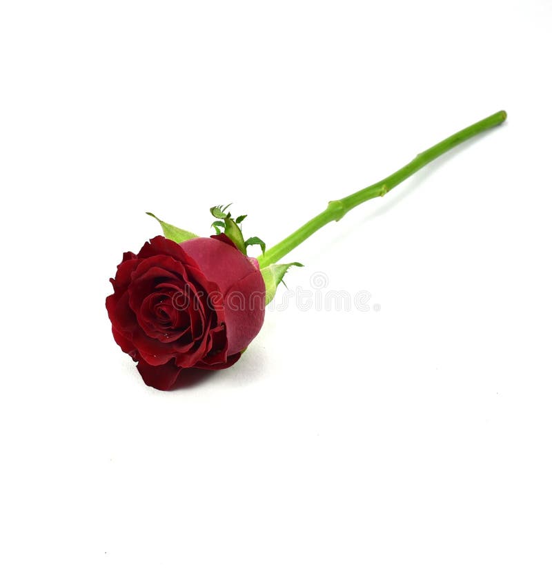 Pretty Red Rose Isolated on White Background Stock Photo - Image of ...