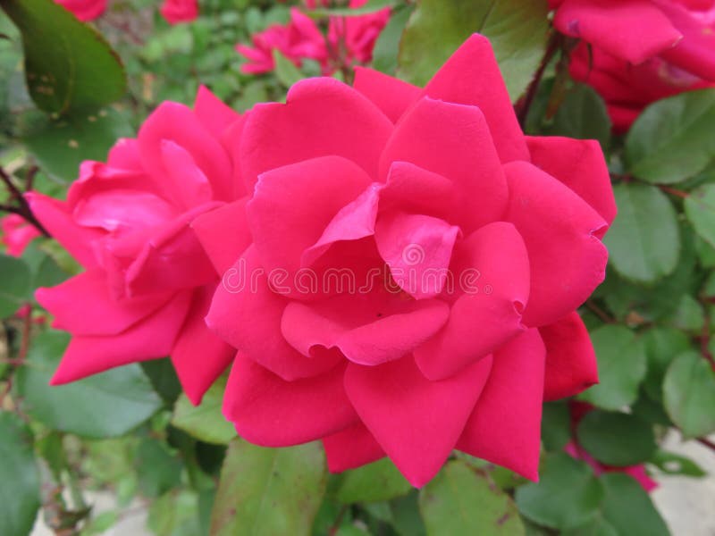 Pretty Red Rose in May in Spring Stock Photo - Image of blossom, spring ...