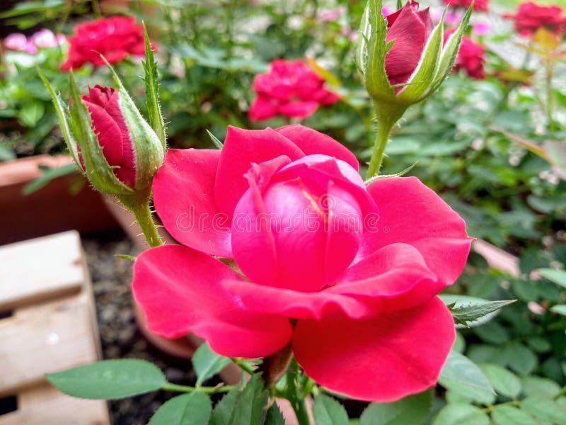 A Pretty of Red Rose stock photo. Image of pretty, rose - 156594126