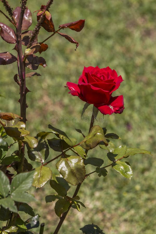 A Pretty Red Rose in a Sunny Garden Stock Image - Image of summer ...