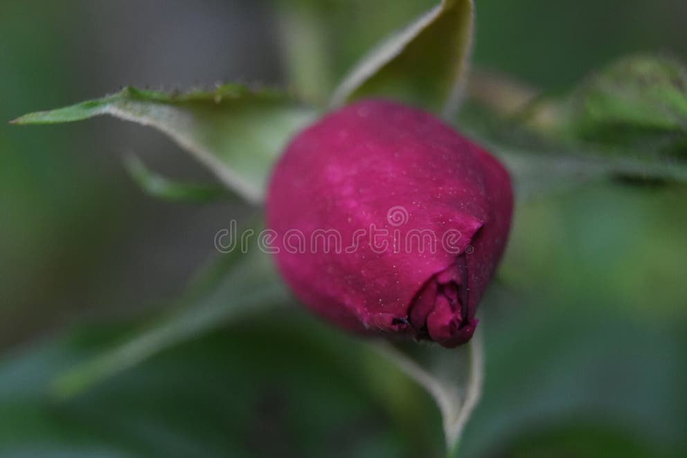Pretty Red Rosebud Macro in a Garden Stock Photo - Image of flowerbud ...
