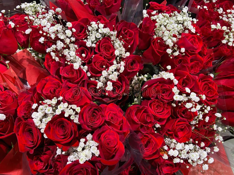 Pretty Red Roses for Valentines Day Stock Image - Image of white ...