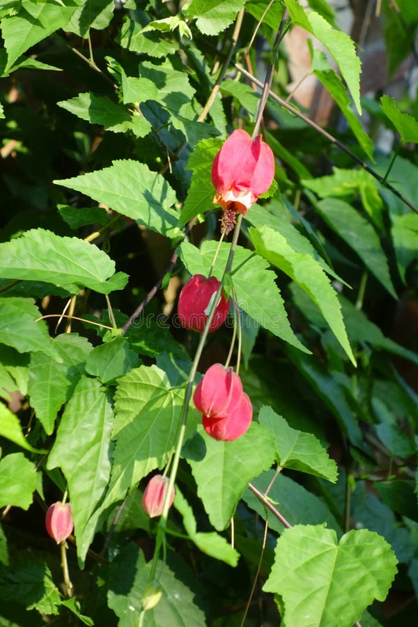 Pretty Red Small Flowers that are Casually Blooming on the Roadside ...