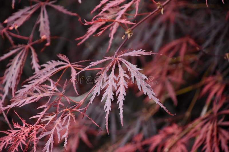 Splitleafjapanesemaple Stock Photos - Free & Royalty-Free Stock Photos ...