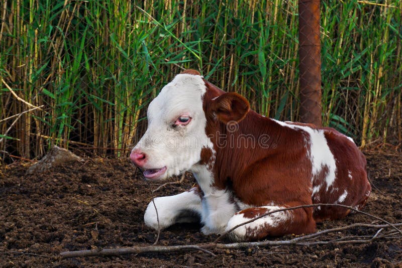 Pretty Red and White Little Calf Sitting Alone. Young Cow. Stock Photo ...