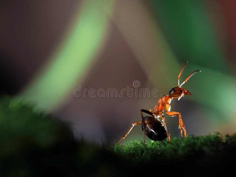 Pretty Redhead, Wood Ant Standing on a Moss Stock Photo - Image of ...