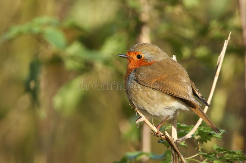 A Pretty Robin Erithacus Rubecula Perched on a Twig. Stock Photo ...