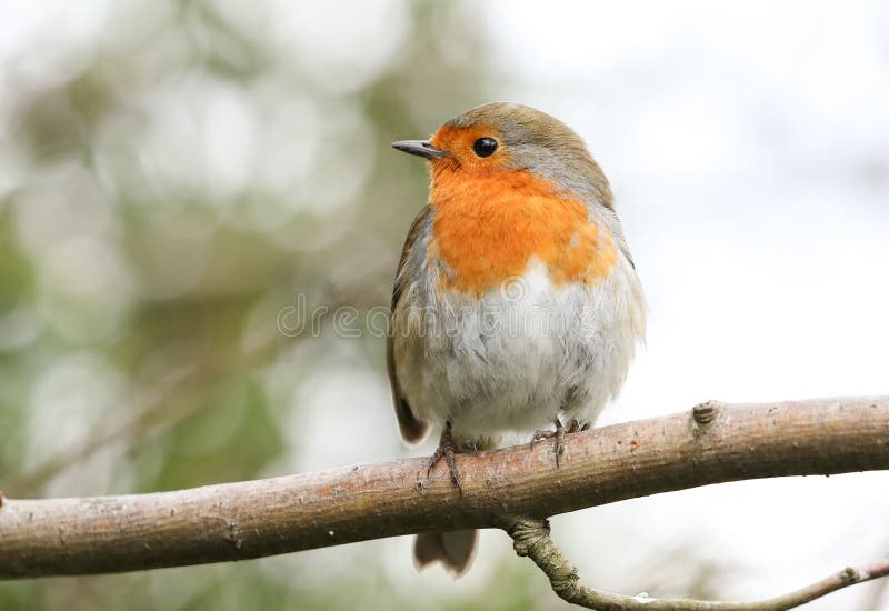 A Pretty Robin, Redbreast, Erithacus Rubecula, Perching on a Branch in ...