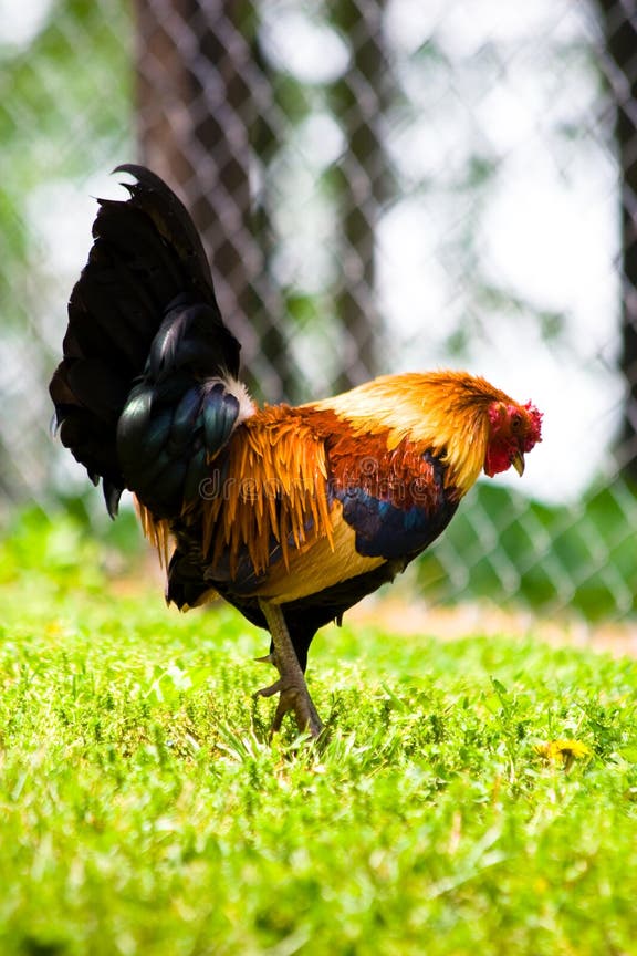 Pretty Rooster stock image. Image of outdoor, colourful - 12210067
