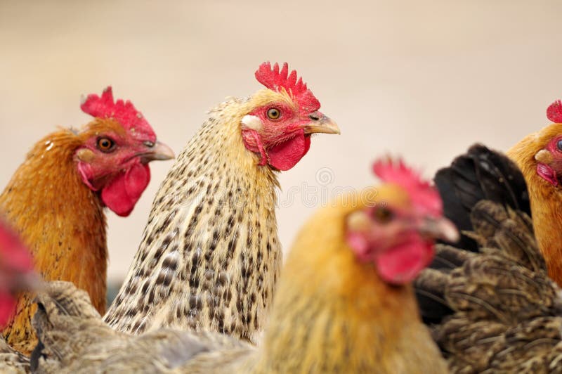 Pretty rooster stock image. Image of look, animal, farm - 28726915
