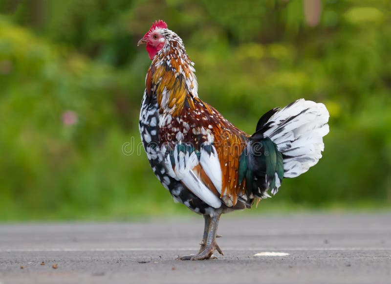Rooster stock photo. Image of beautiful, animal, profile - 32274206