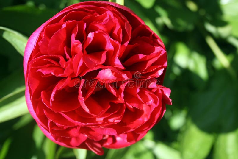 Pretty rose stock image. Image of environmental, nature - 44701287