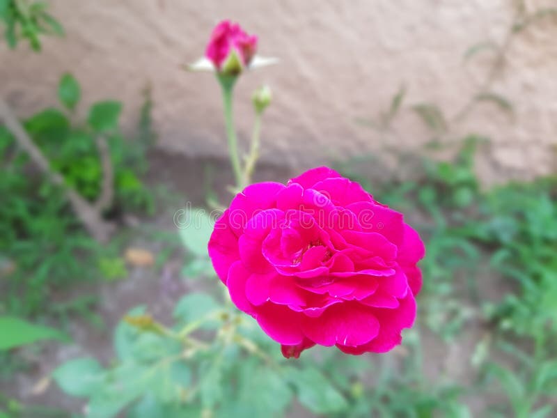 A Pretty of Red Rose stock photo. Image of pretty, rose - 156594126