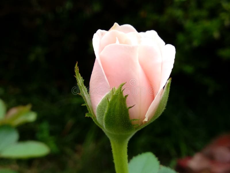 Pretty rose stock photo. Image of roses, white, flowers - 76518678