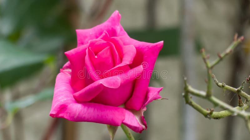 A Pretty Rose Taken in Macro Stock Image - Image of rose, plant: 321328309
