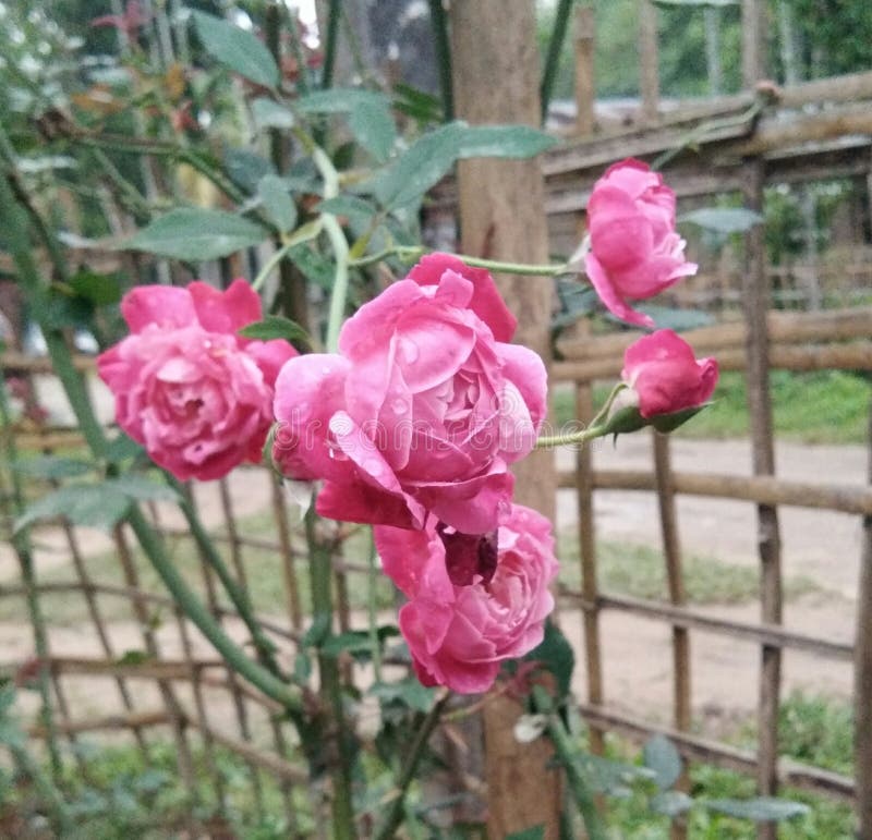 Pretty rose wallpapers stock photo. Image of rose, pretty - 167491632