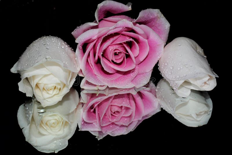 Pretty roses stock image. Image of macro, white, love - 68291731