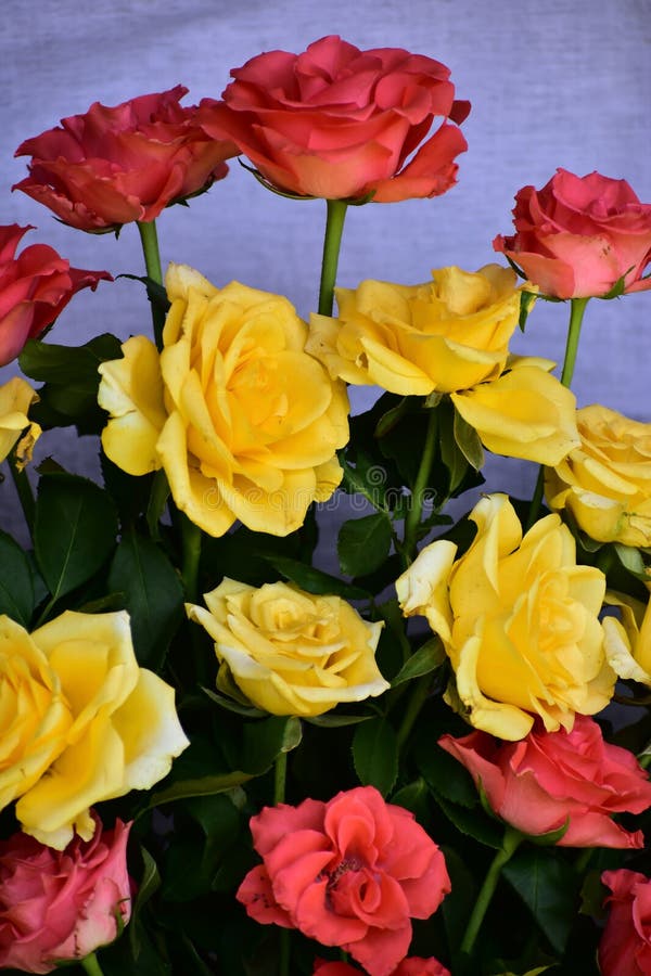 Pretty Roses in a Red, White and Pink Mixed Flowers Stock Photo - Image ...