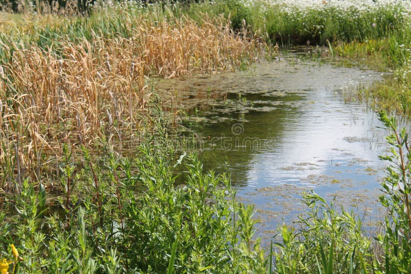 Pretty Rural Pond. stock photo. Image of swamp, river - 288716994