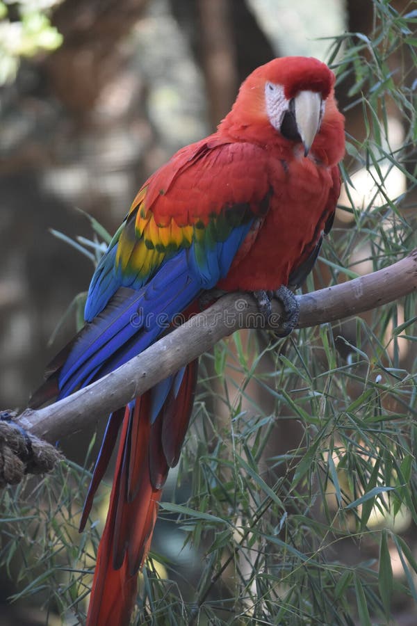 Large Scarlet Macaw Parrot Sitting on a Tree Branch Stock Image - Image ...