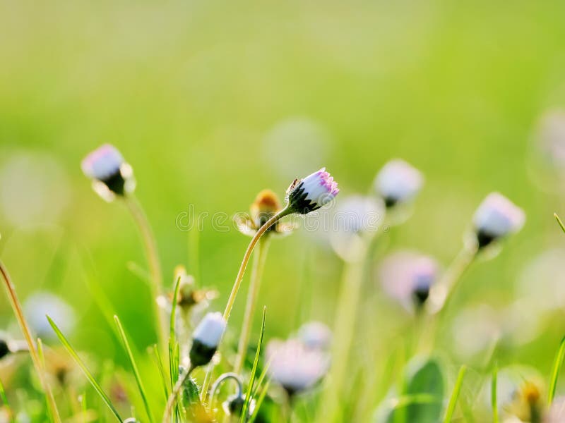 Pretty Scene with Field Flowers at Sunrise Stock Photo - Image of field ...