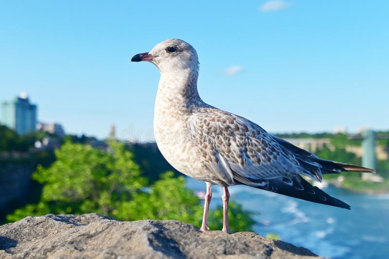 Pretty Seagull Posing Proudly in Front of Niagara Falls Stock Photo ...
