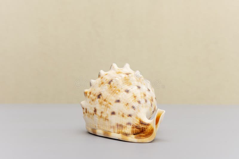 Pretty Seascape Evocative Conch Shell Stock Image - Image of exotic ...