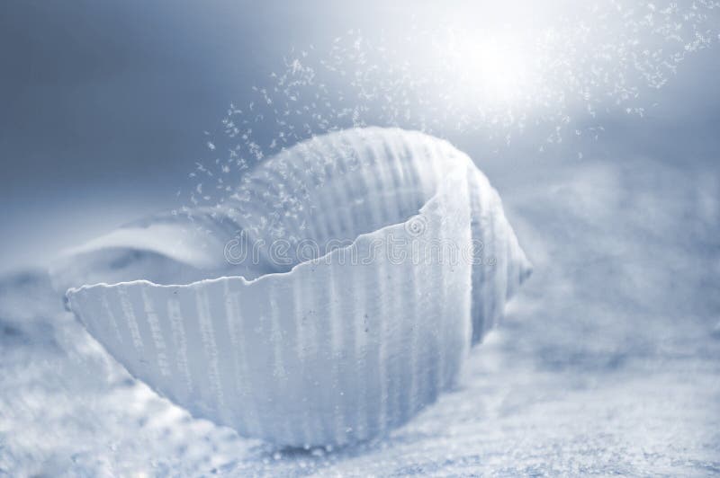 Pretty Seashell stock photo. Image of awash, magical - 17357708