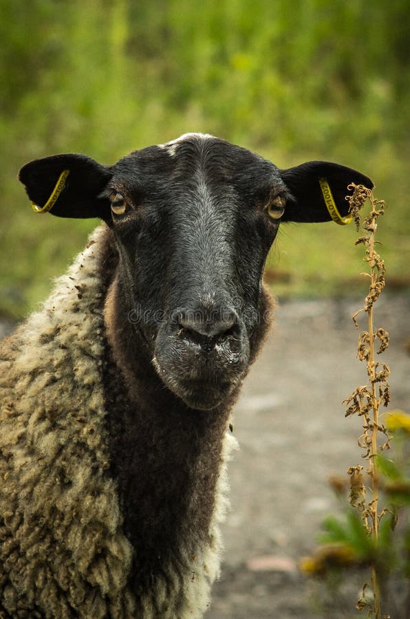 Pretty sheep eating corn stock photo. Image of funny - 214350922