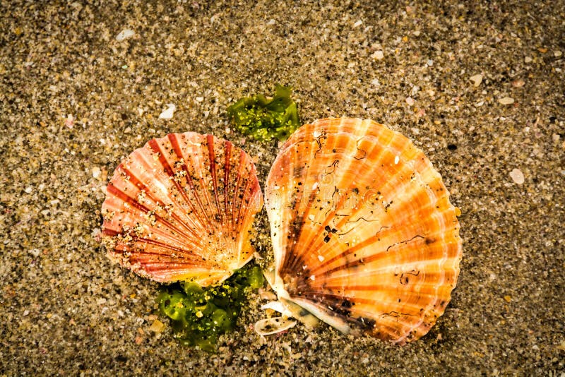 Pretty shells on the beach stock image. Image of beach - 94263061