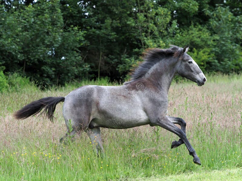 Young Colt Playing stock photo. Image of liberty, beauty - 188864452