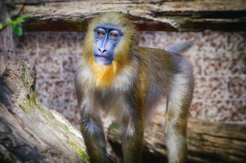 Pretty Single Monkey stock image. Image of forest, face - 90901355