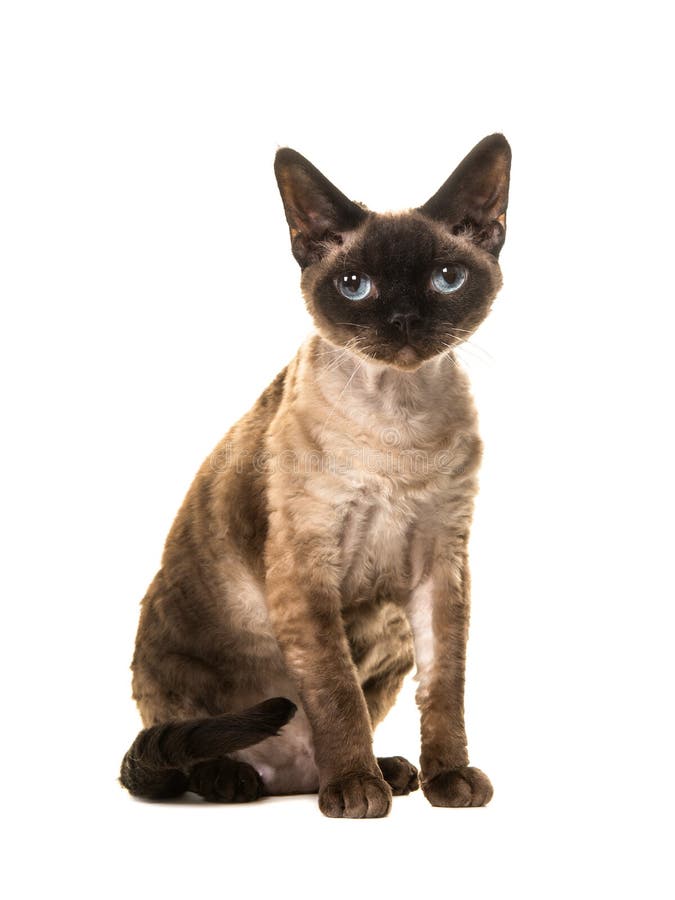 Pretty Seal Point Devon Rex Cat with Blue Eyes Lying Down Looking ...