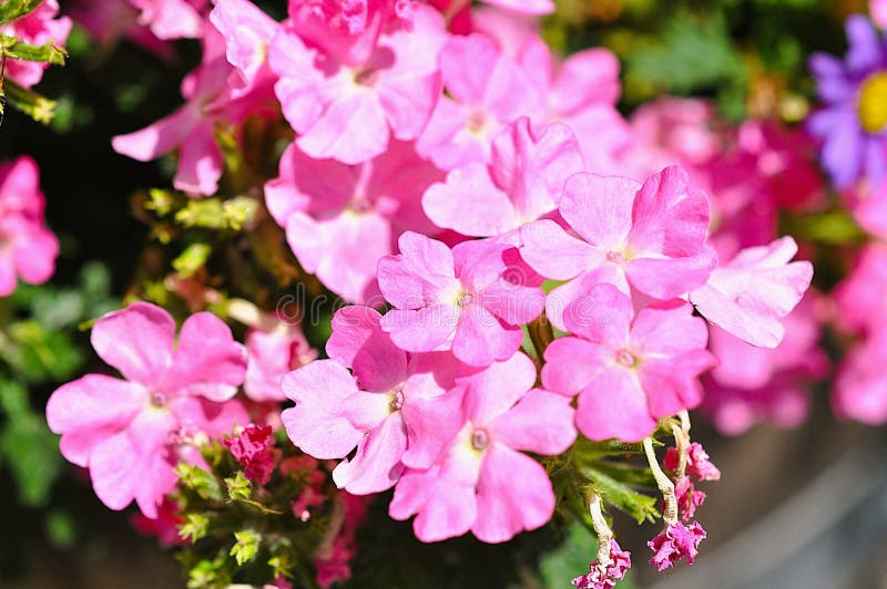 Small Pink Flowers Background Stock Image - Image of flower, leaf ...