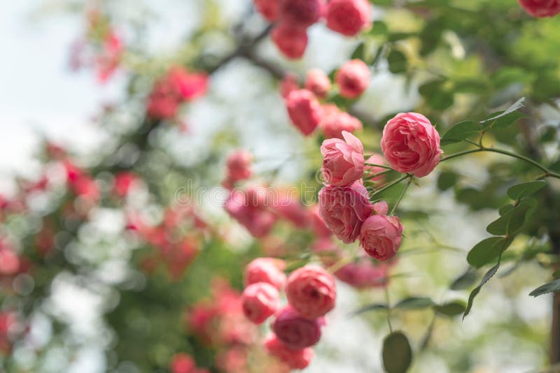 Pretty Small Pink Roses on the Green Shrub Stock Image - Image of ...