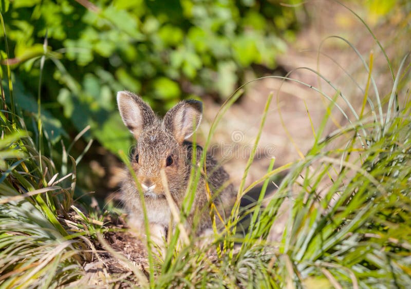 Rabbit stock image. Image of nature, grass, soft, cute - 169949527