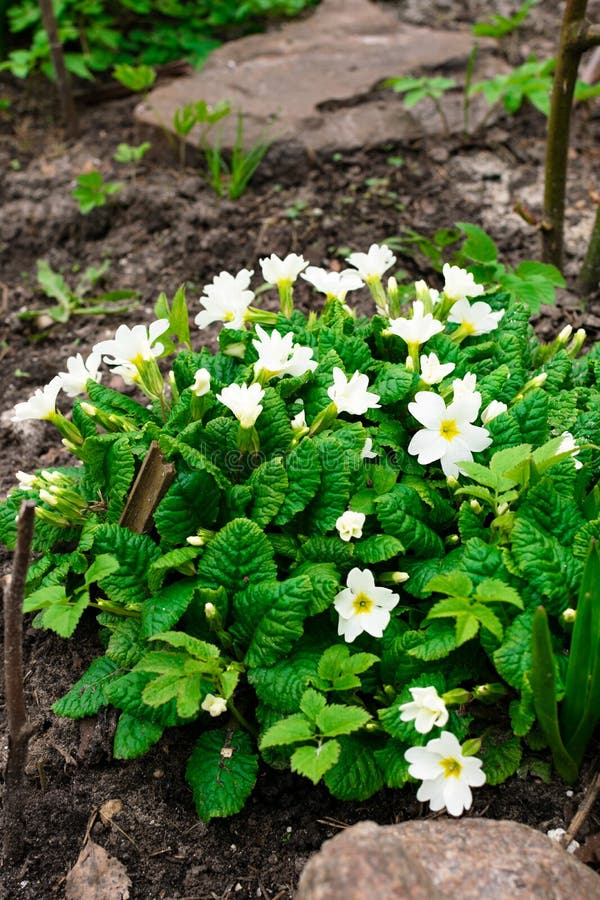 Pretty Small White Flowers and Green Leaf. Oxalis Stock Photo - Image ...