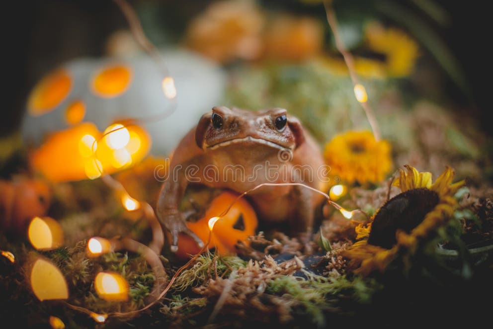 Pretty Smooth-sided Toad with Beautiful Haloween Decoration Stock Image ...