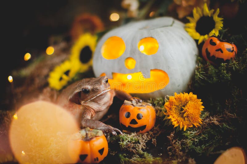Pretty Smooth-sided Toad with Beautiful Haloween Decoration Stock Photo ...